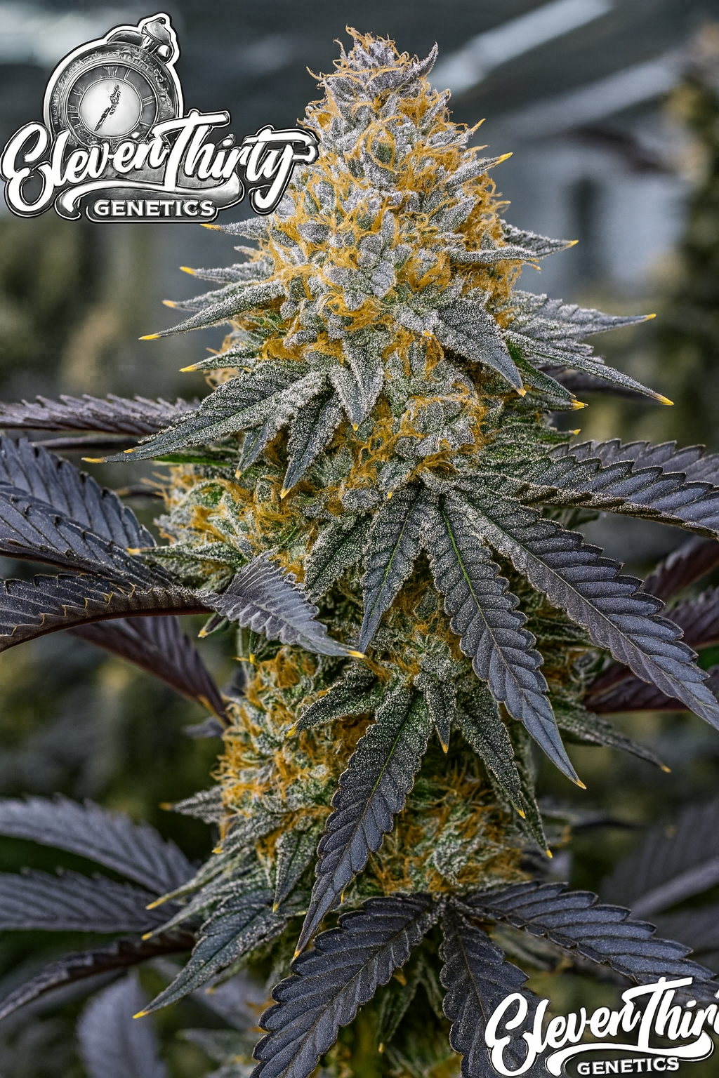Mega Boof – Eleven Thirty Genetics