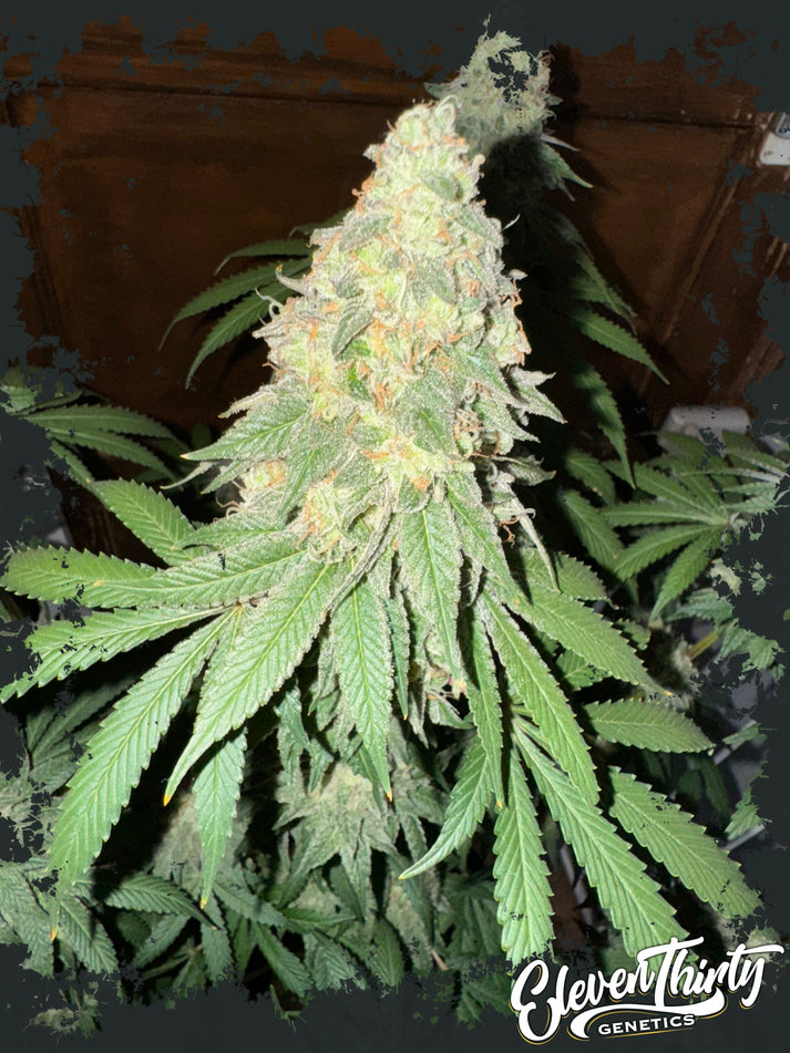 WARHEADZ (auto) – Eleven Thirty Genetics