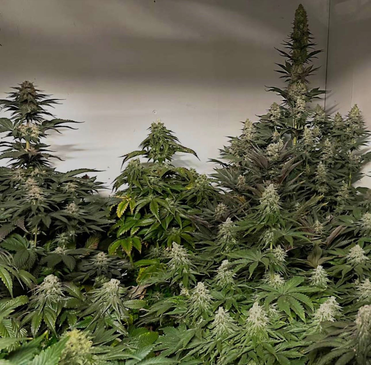 GMO-GSC (REGULAR) – Eleven Thirty Genetics
