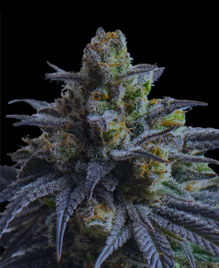 ZEPPOLEZ (TRIPLOID) – Eleven Thirty Genetics