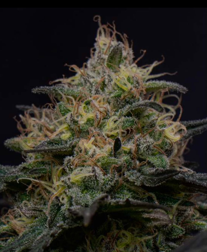 TOAZTED (TRIPLOID) – Eleven Thirty Genetics